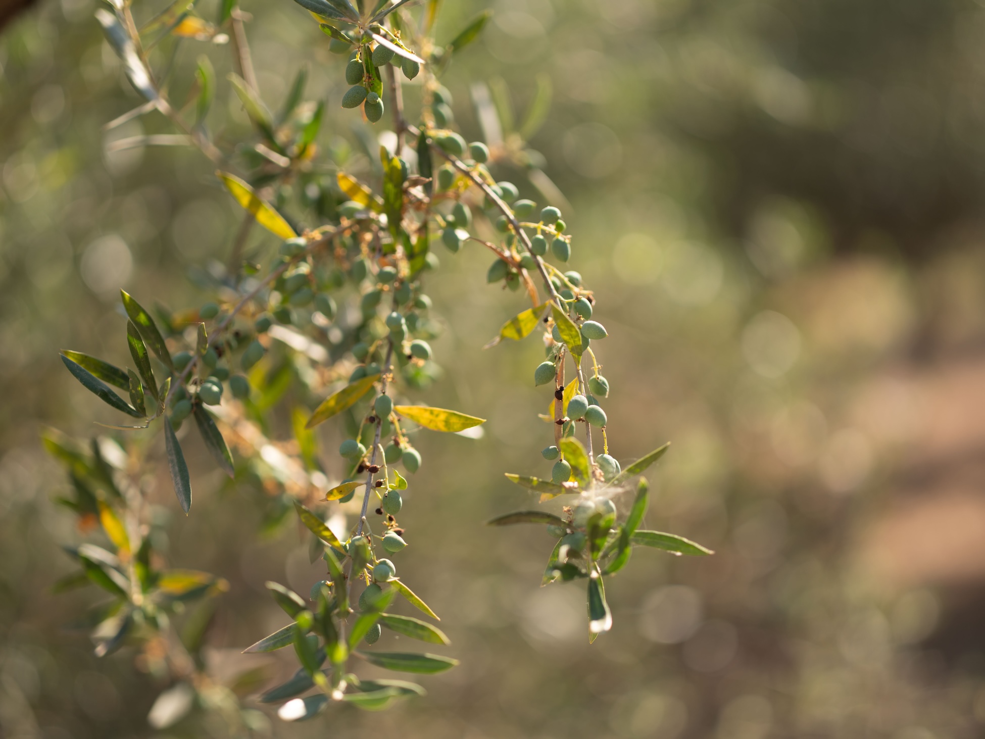 Full Review Fujinon GF80mm F1.7 R WR - Focus Review